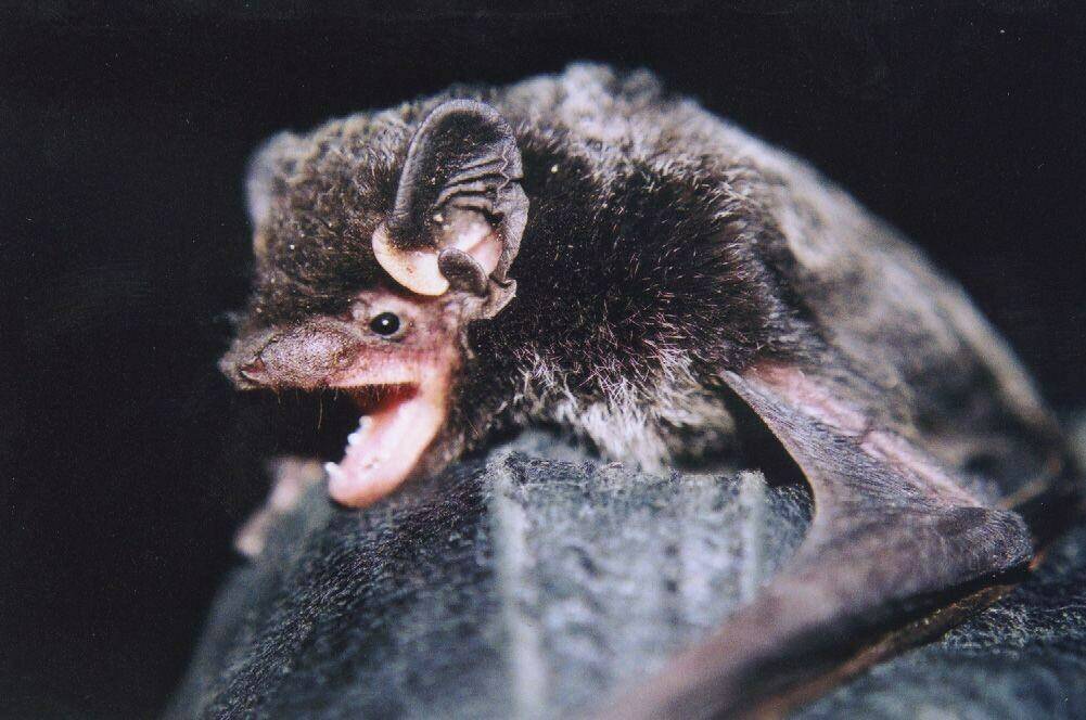 At risk, a look at bats in Alberta | Ponoka News