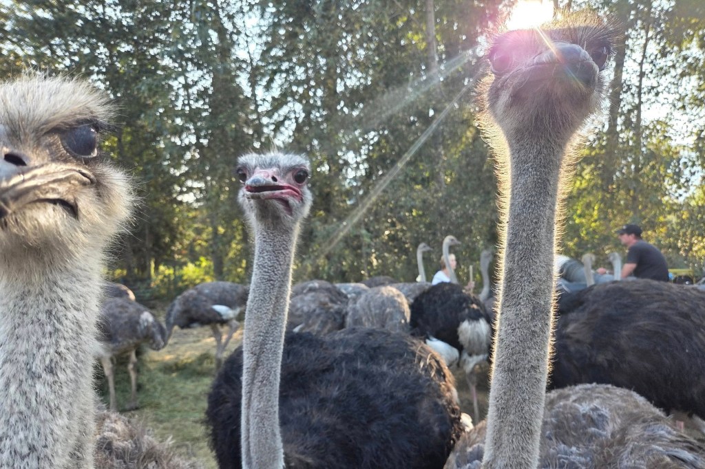 B.C. ostrich farm granted interim stay of cull | Ponoka News